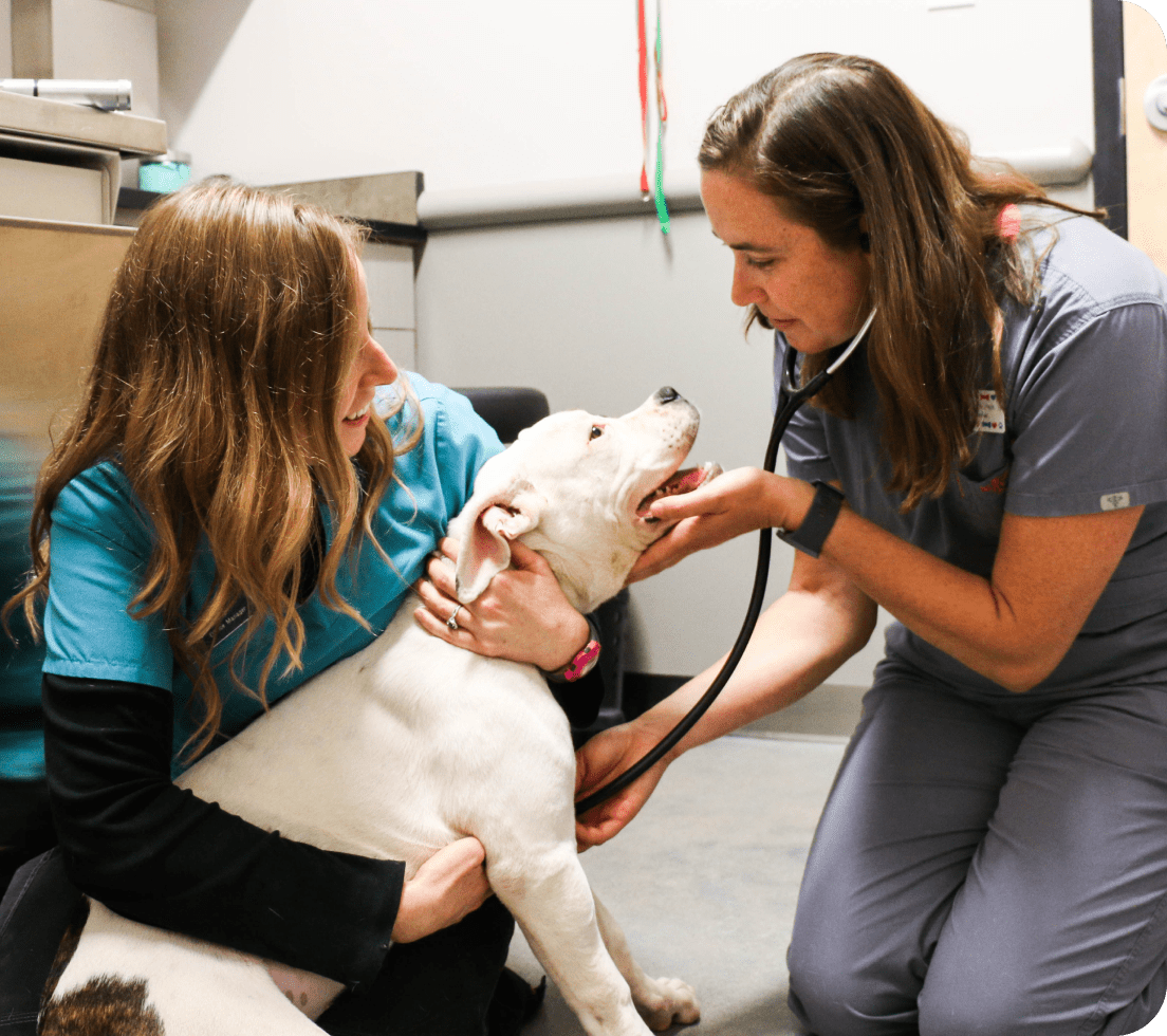 About Us - Veterinary Practice Partners