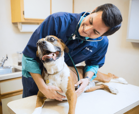 Grow with Us - Veterinary Practice Partners